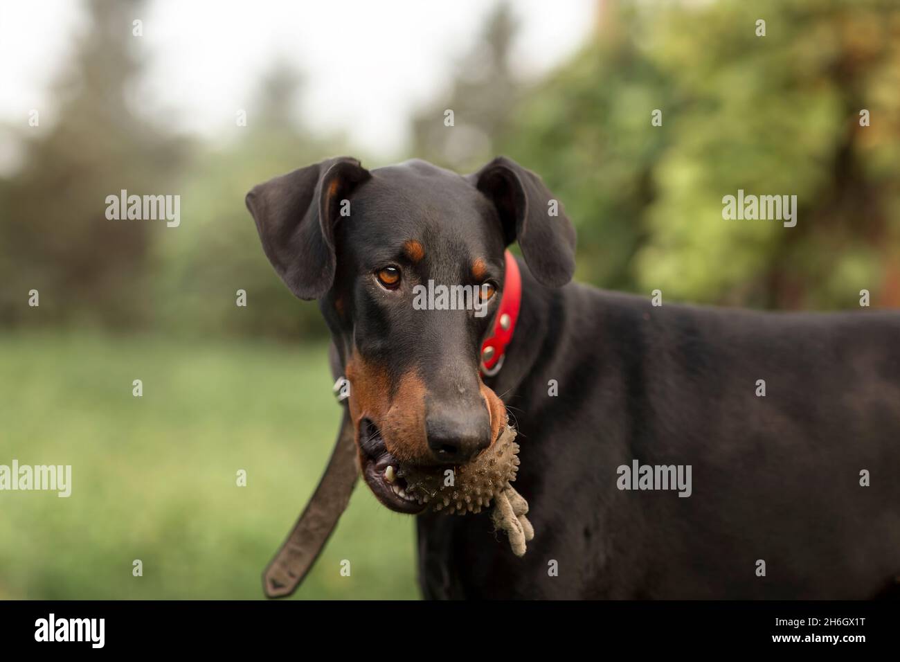Black doberman pincher with ball toy in mouth outdoor Stock Photo - Alamy
