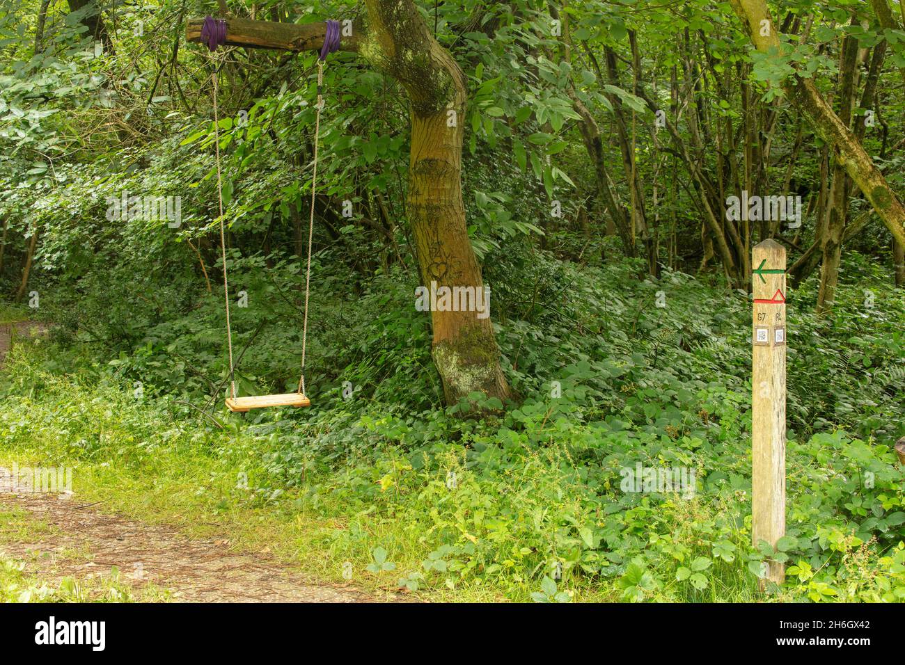 Fun; rope swing hanging from a tree in a verdant woodland setting Stock ...