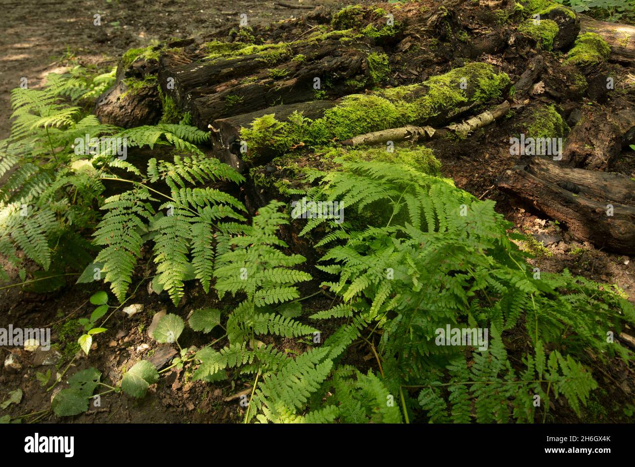 Palliative intimate landscape of ferns in a verdant woodland setting ...
