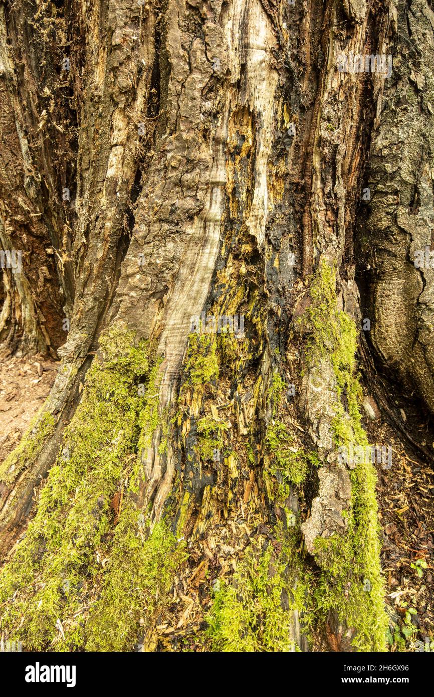 Chaotic natural patterns and textures formed as trees age and ...