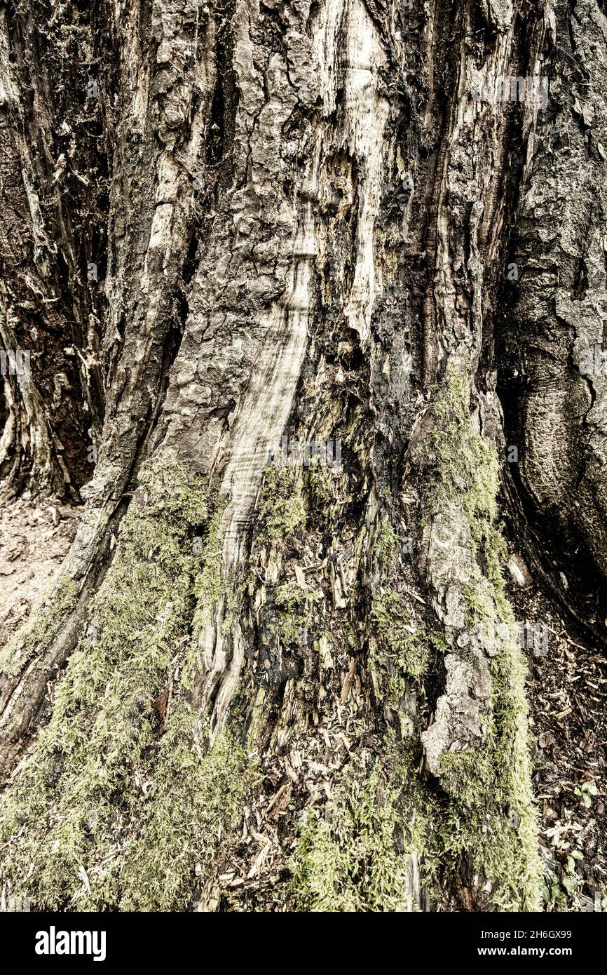 Chaotic natural patterns and textures formed as trees age and ...