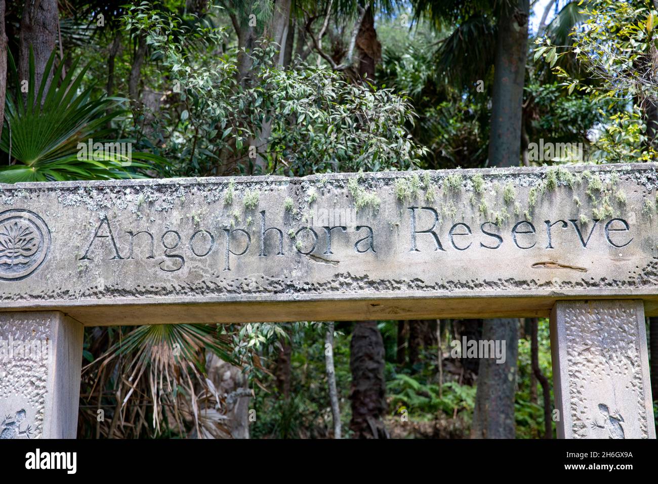 Angophora bushland reserve in Avalon Beach and Clareville, a wildlife ...
