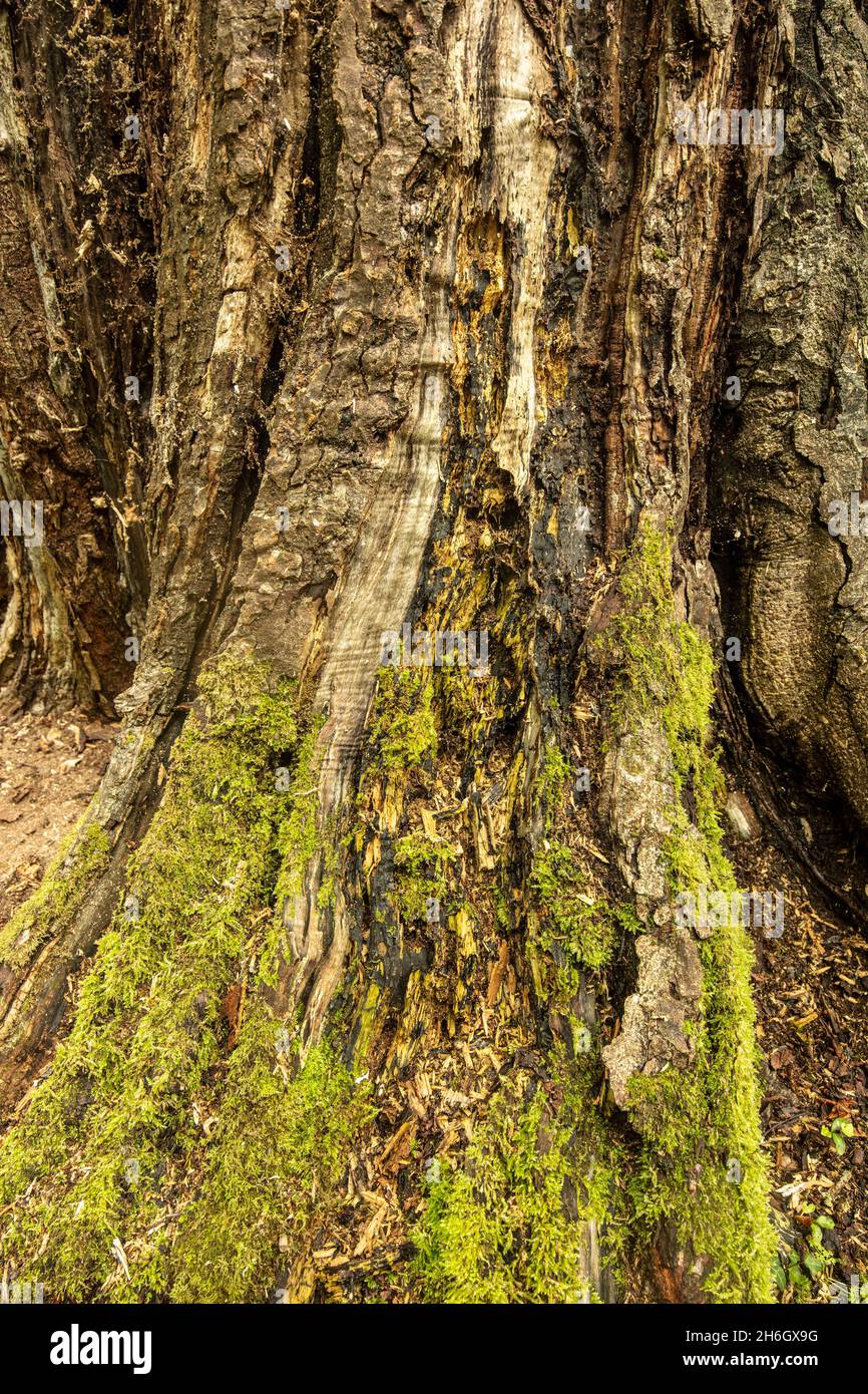 Chaotic natural patterns and textures formed as trees age and ...