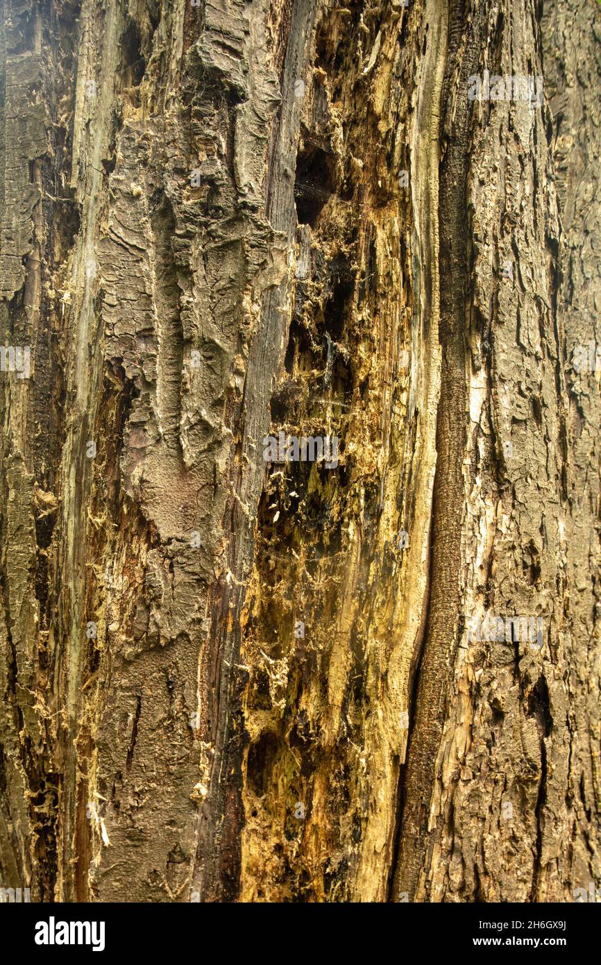 Chaotic natural patterns and textures formed as trees age and ...