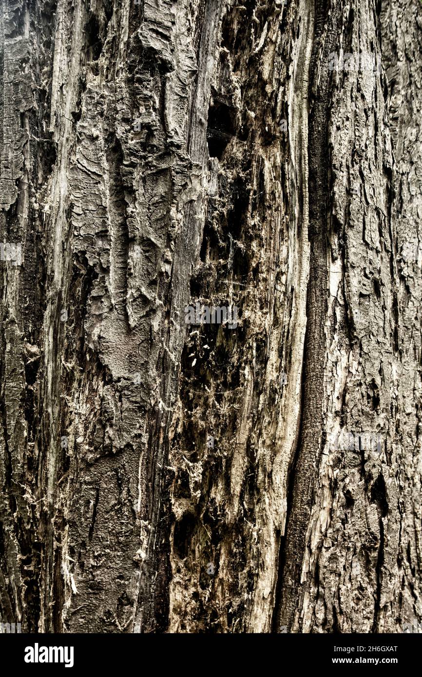 Chaotic natural patterns and textures formed as trees age and ...