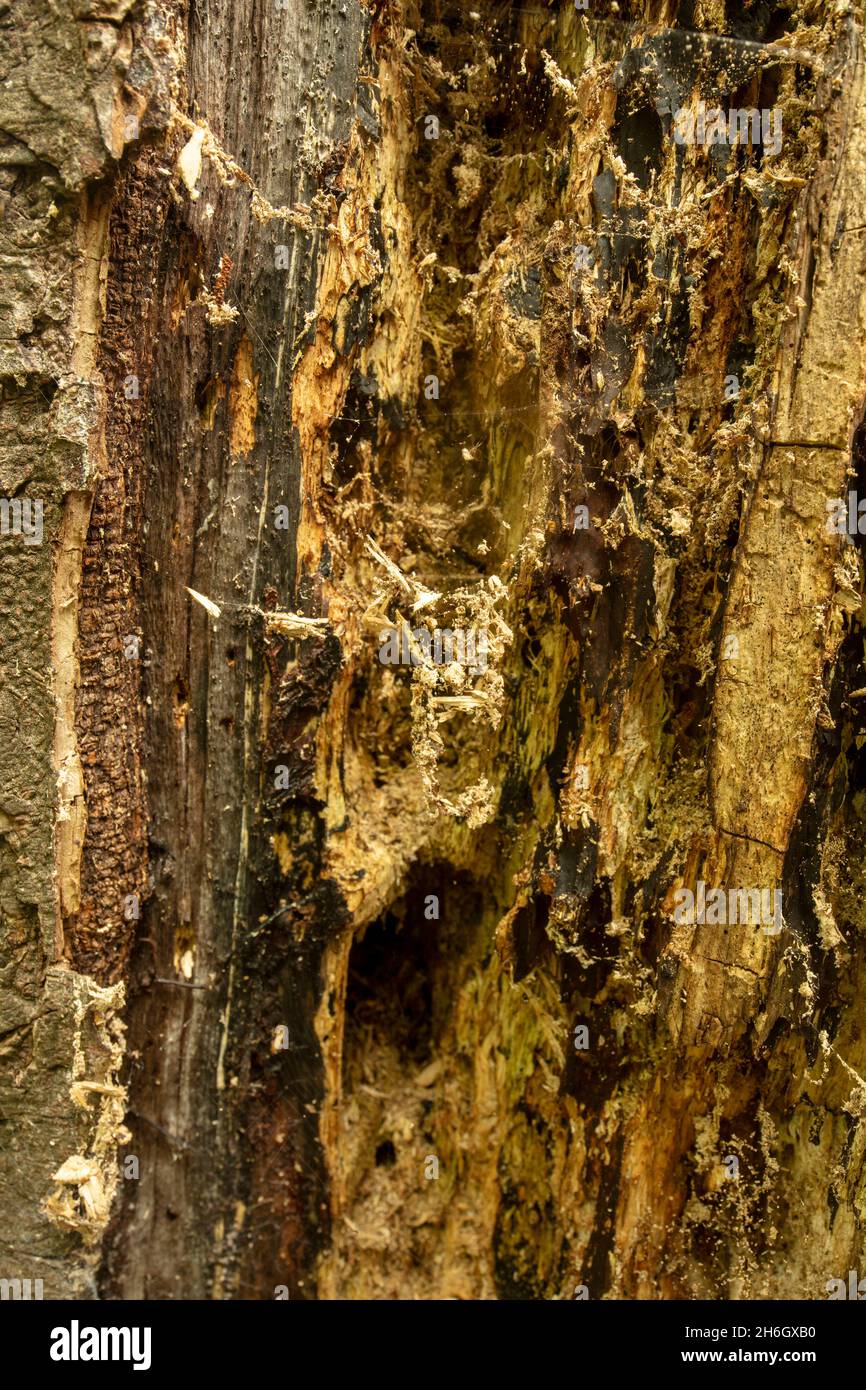 Chaotic natural patterns and textures formed as trees age and ...