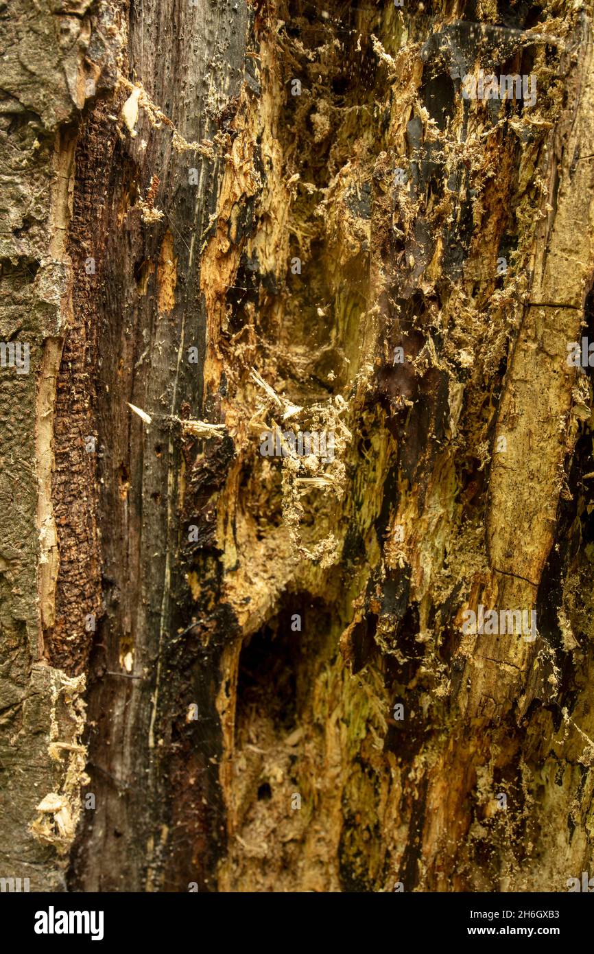 Chaotic natural patterns and textures formed as trees age and ...