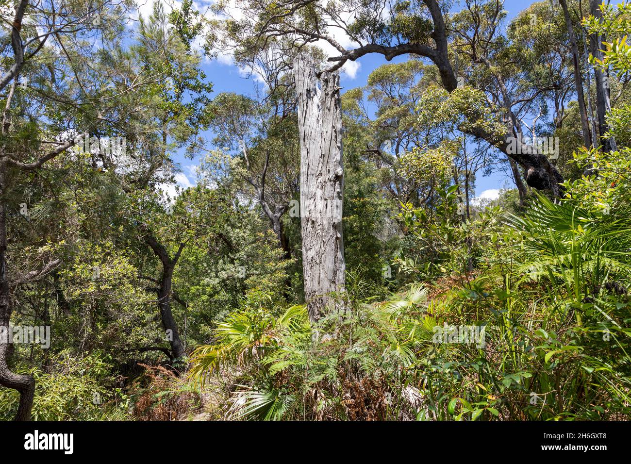 Angophora bushland reserve in Avalon Beach and Clareville, a wildlife ...