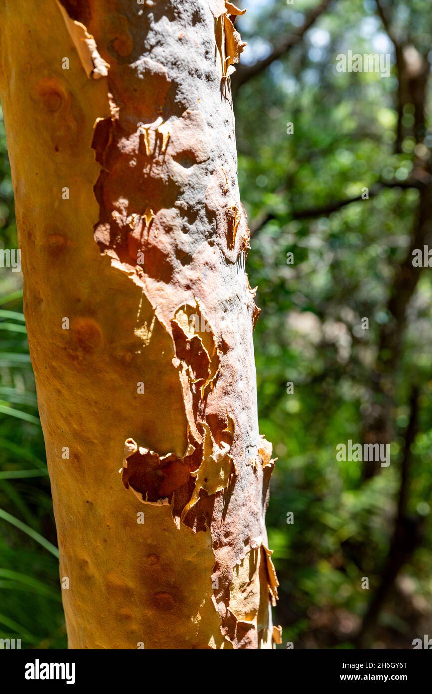 Angophora bushland reserve in Avalon Beach and Clareville contains ...