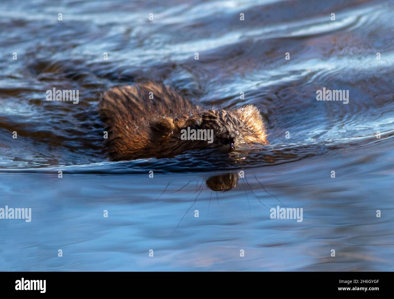 Common Muskrat swimming towards camera in beautiful blue sparkling ...