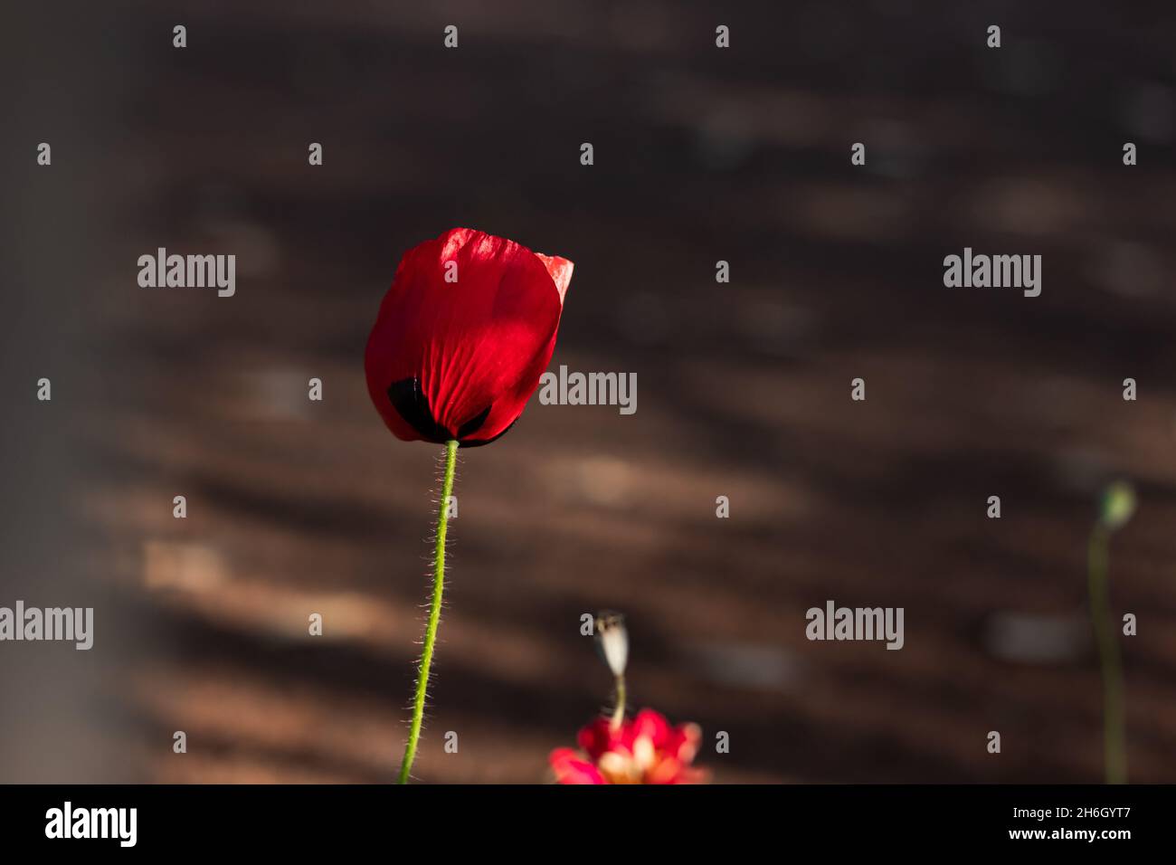 Fresh poppy flower growing on the sidewalk Stock Photo - Alamy