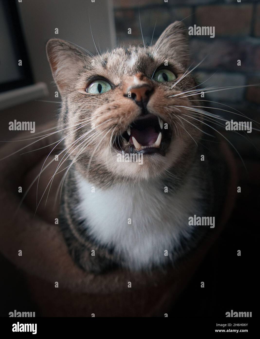Aggressive cat with green eyes at home Stock Photo - Alamy