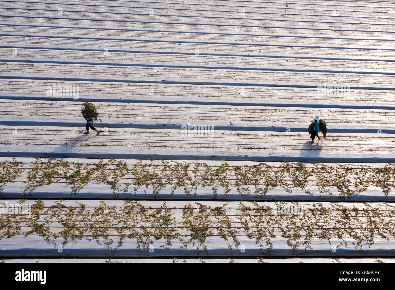 Aerial photo of farmers preparing a new watermelon crop in Can Tho ...