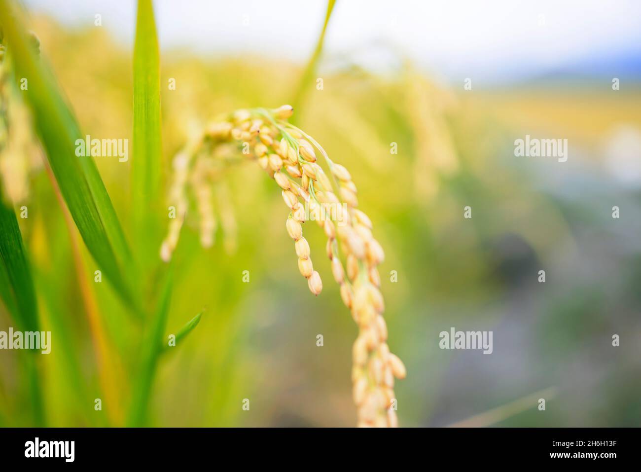 Close-up of the rice ears Stock Photo - Alamy