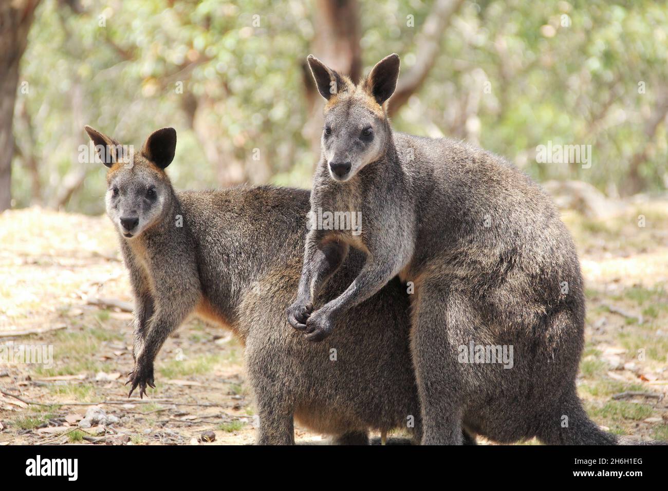 Wallabies resting in a park in Adelaide, Australia Stock Photo - Alamy