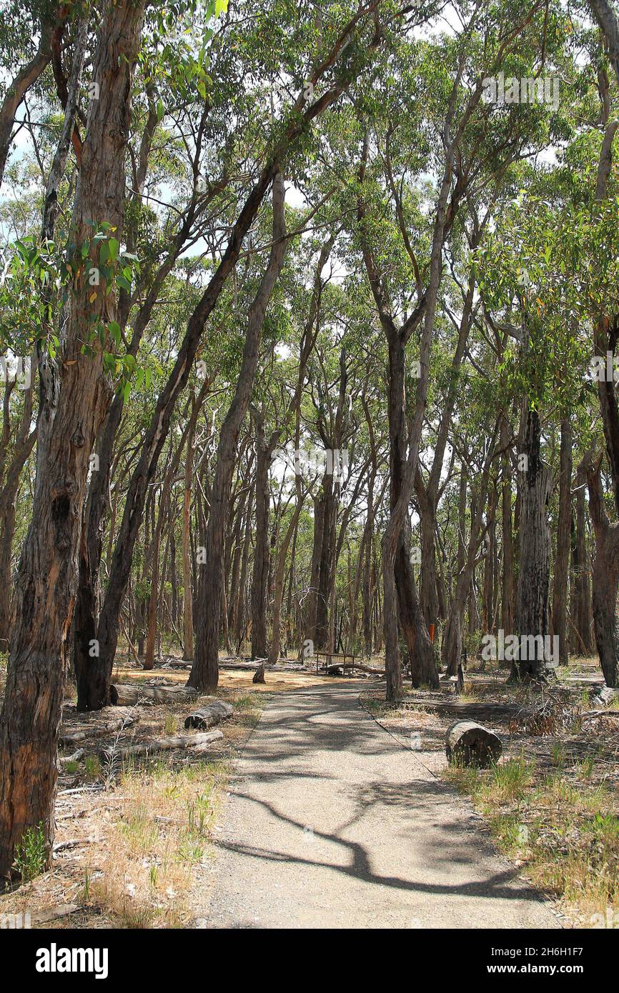 Adelaide hills landscape, eucalypt hi-res stock photography and images ...