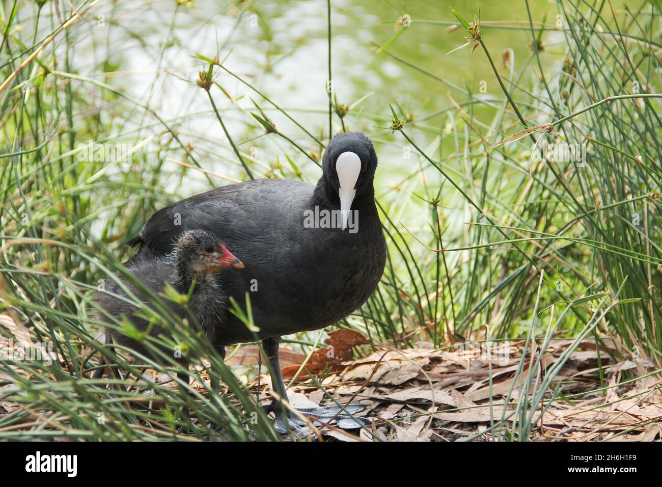 The Eurasian coot (Fulica atra), also known as the common coot, or ...