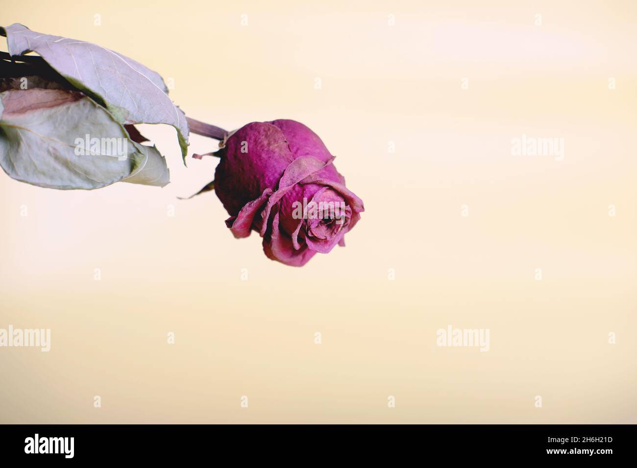 withered red rose, dry flower left after a holiday on yellow background ...