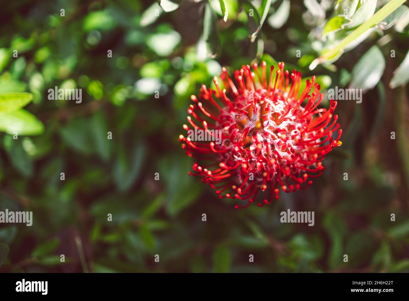 native Australian red protea plant outdoor in beautiful tropical ...