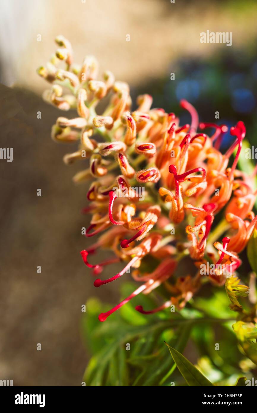 native Australian red grevillea plant with flower outdoor in beautiful ...