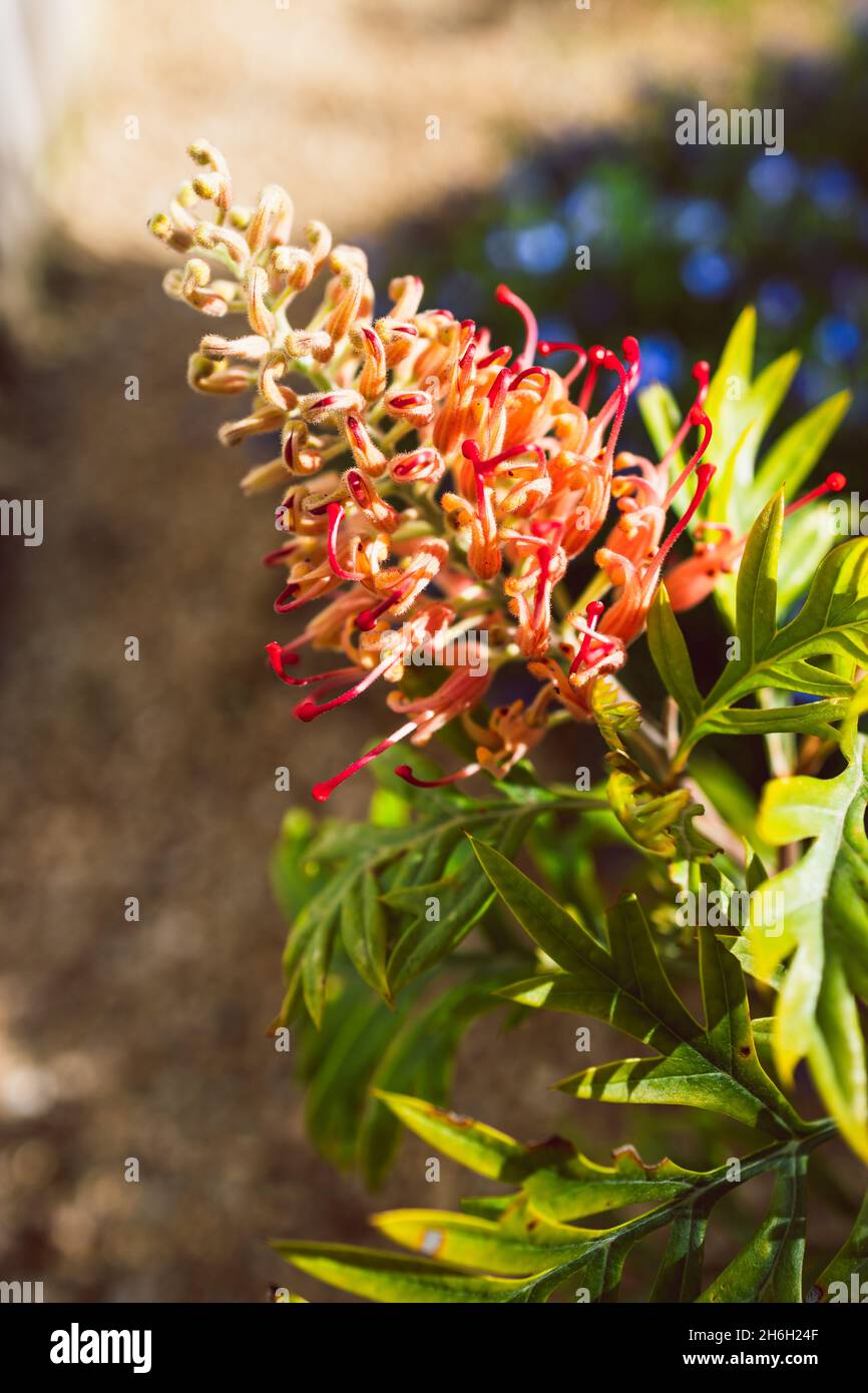 native Australian red grevillea plant with flower outdoor in beautiful ...