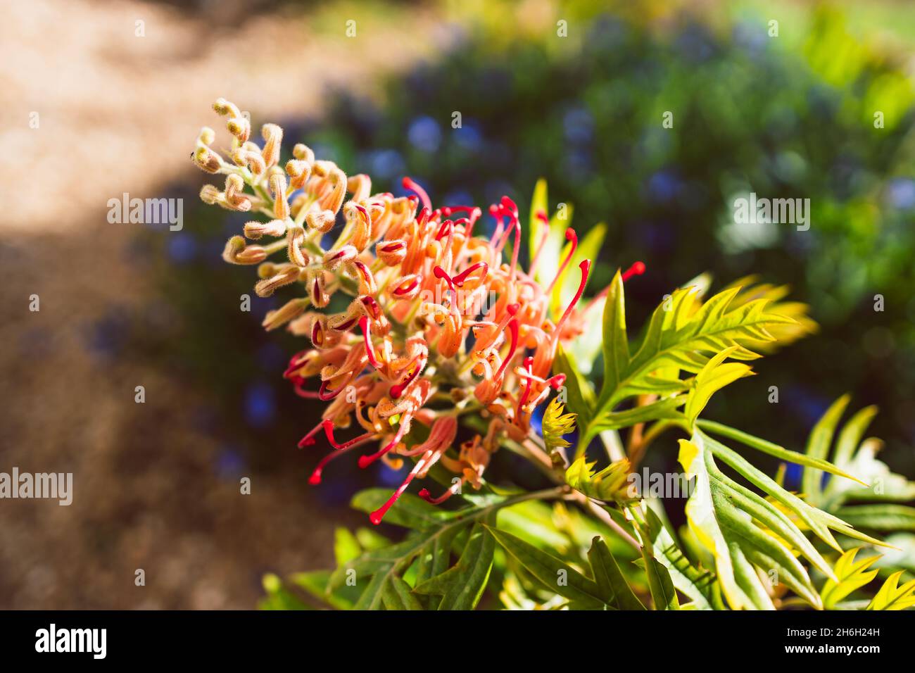 native Australian red grevillea plant with flower outdoor in beautiful ...