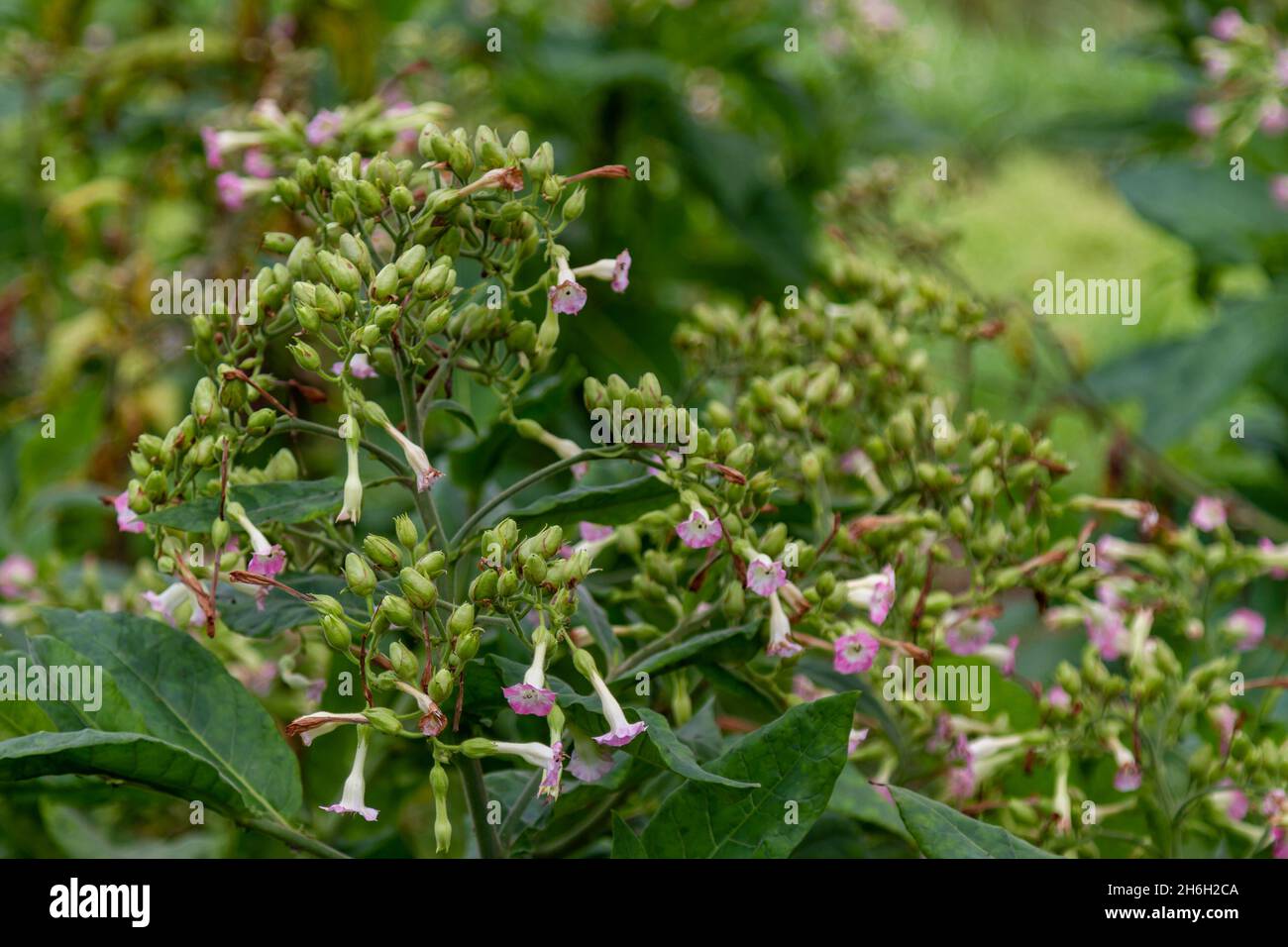 The flower of the tobacco plant is in bloom, the leaves are used for ...