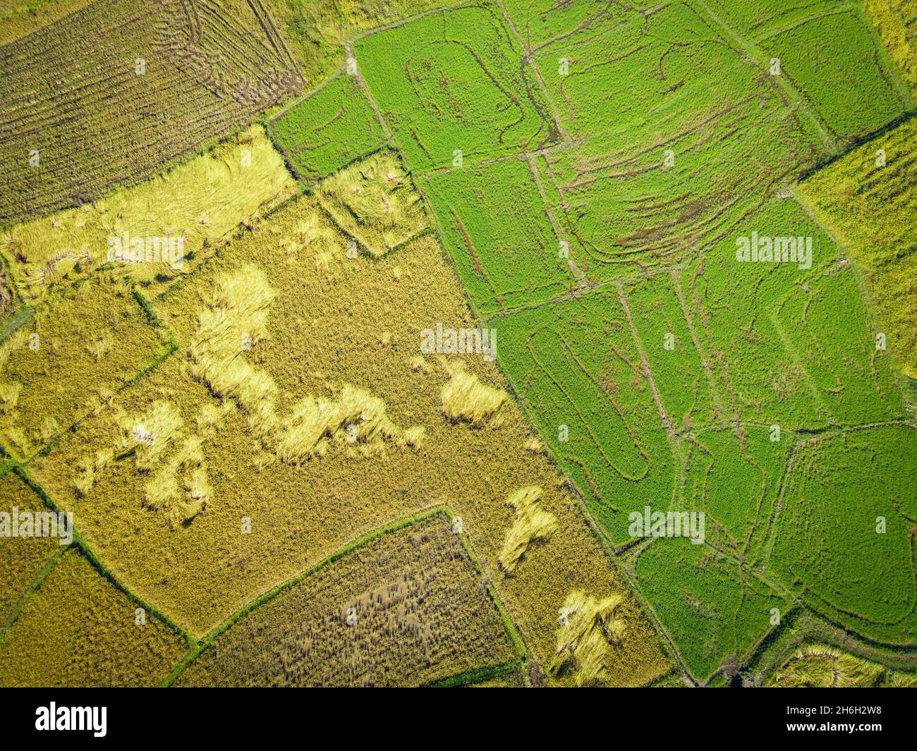 Top view rice field from above with agricultural parcels of different ...