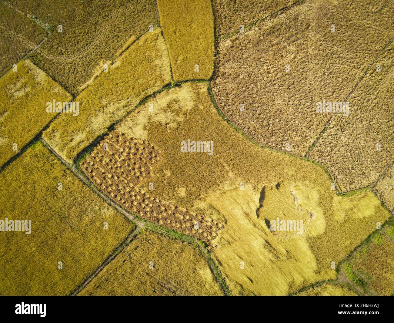Top view harvest rice field from above with agricultural crops yellow ...