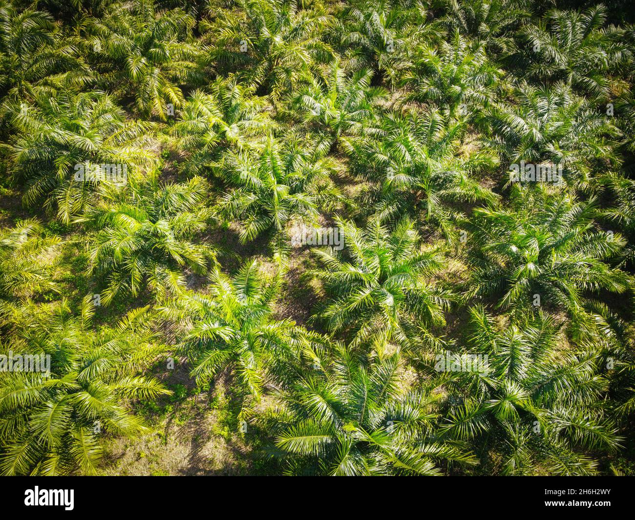 Top view palm leaves from above of crops in green, Bird's eye view ...