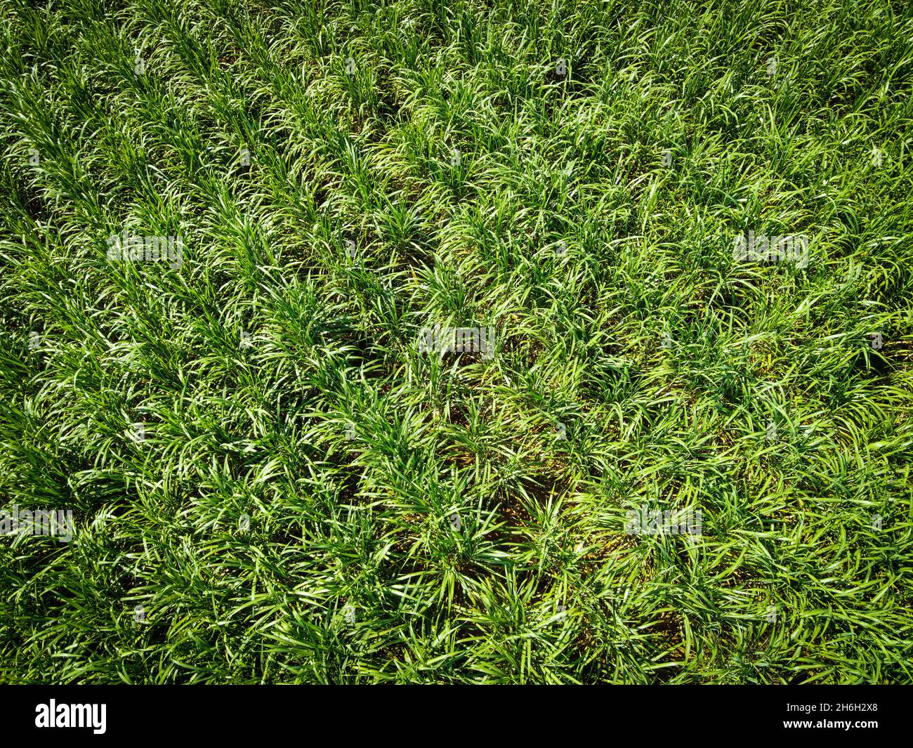 Top view sugar cane leaves from above of crops in green, Bird's eye ...