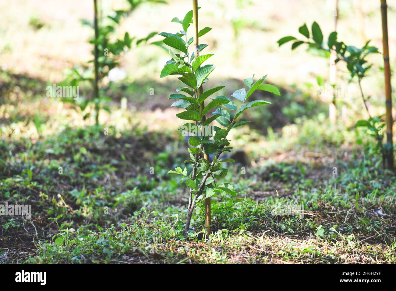 Guava tree tropical plant guava plantation green fields nature ...