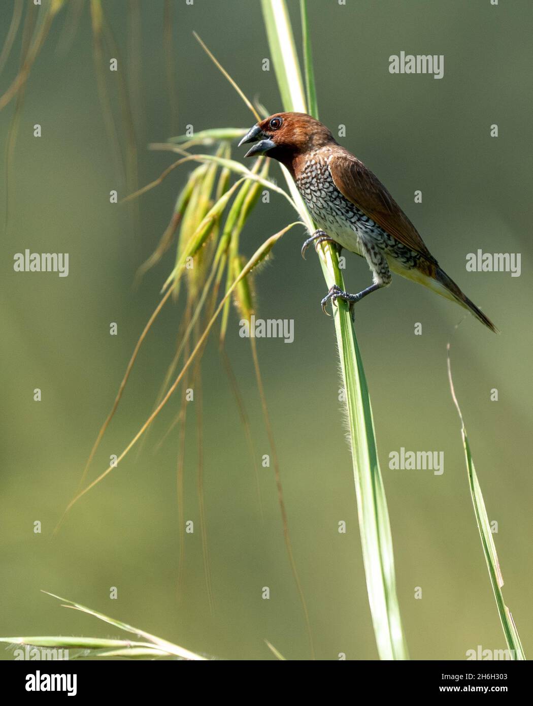 Red munia hi-res stock photography and images - Alamy