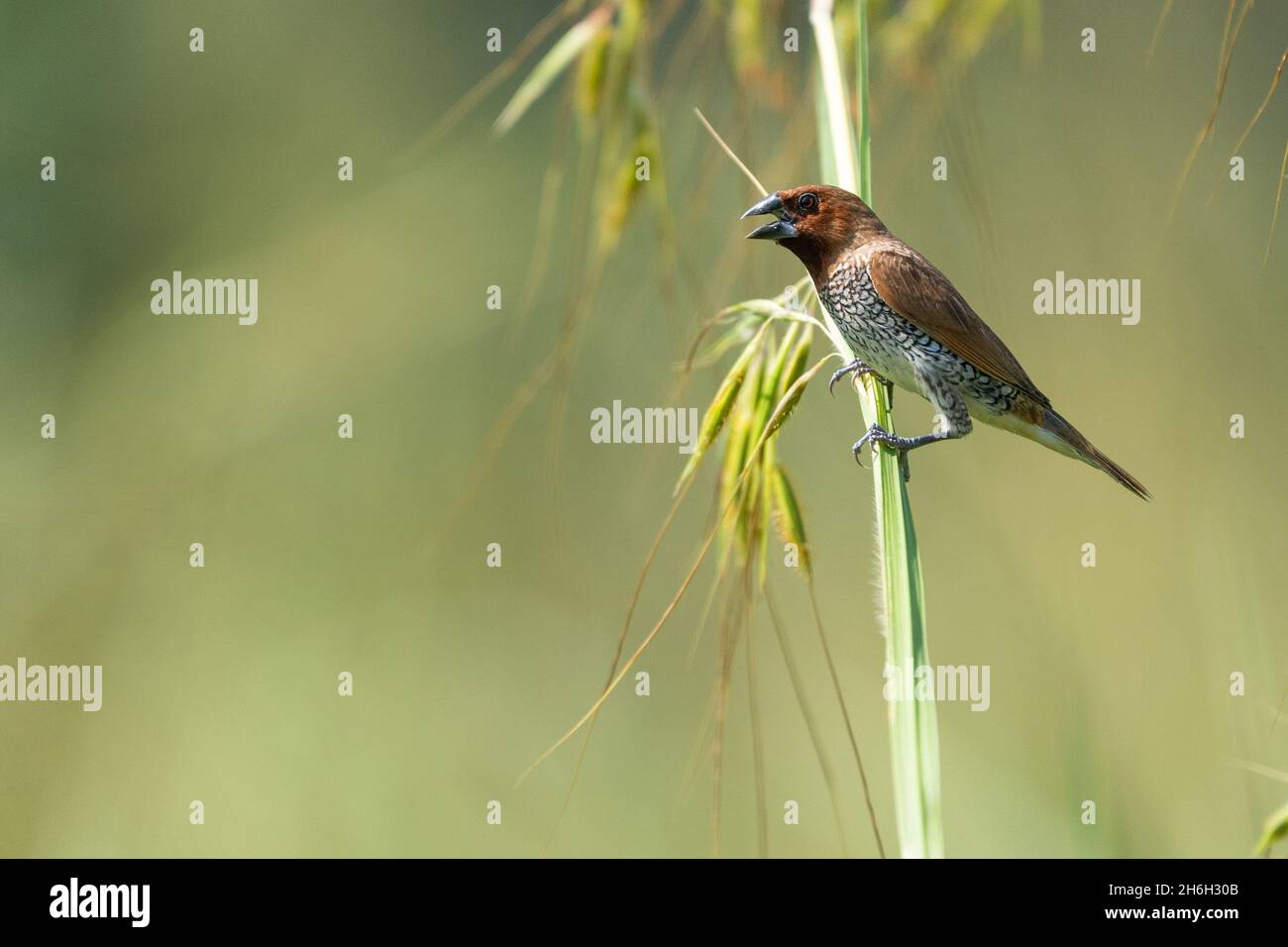 A Scaly Breasted Munia on perched on a stalk of grass in the bright ...