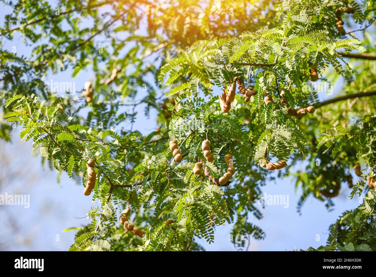 Tamarind tree, ripe tamarind fruit on tree with leaves in summer ...