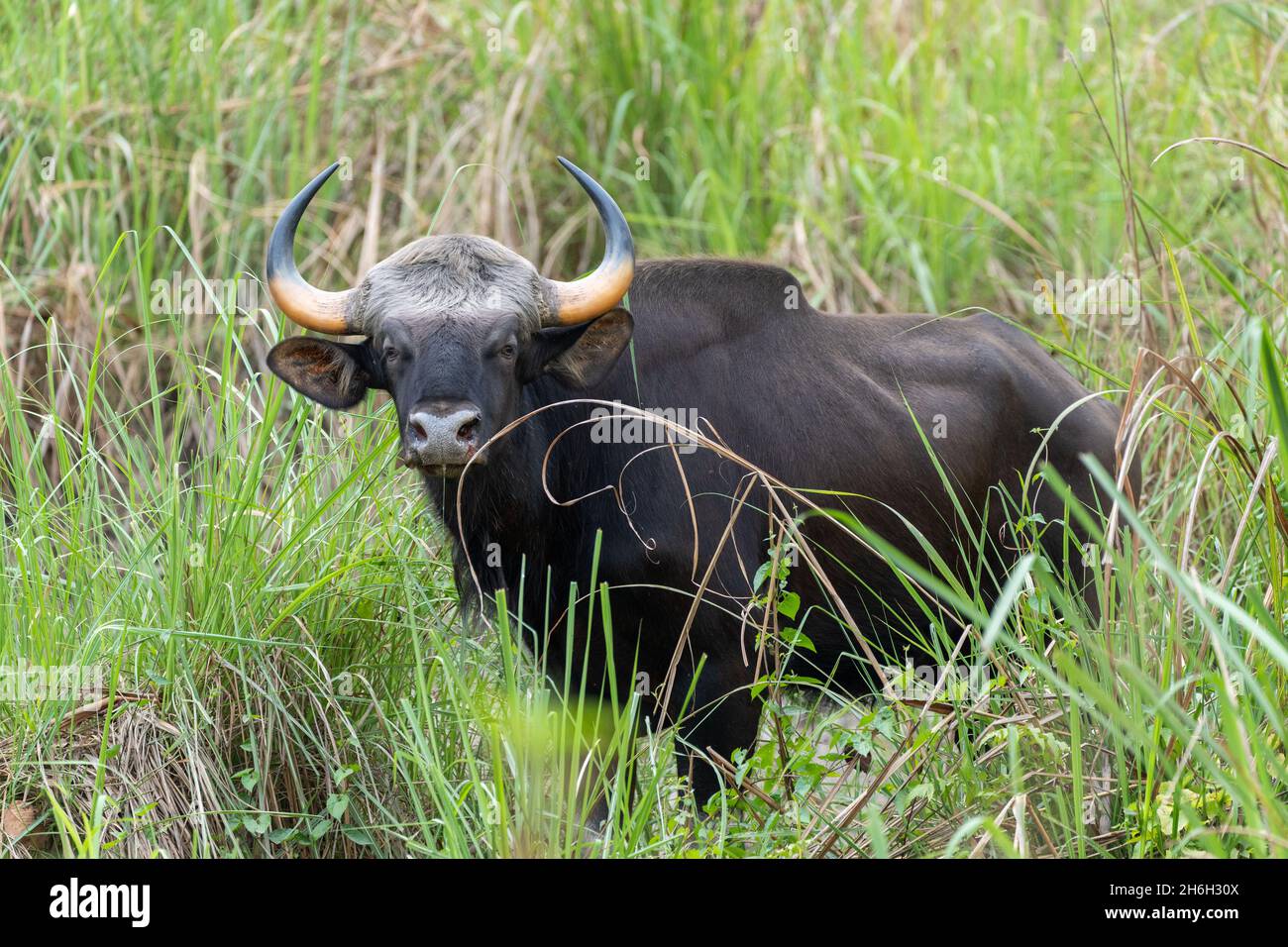 A wild gaur hiding in the tall grasses in the jungle of the Chitwan ...