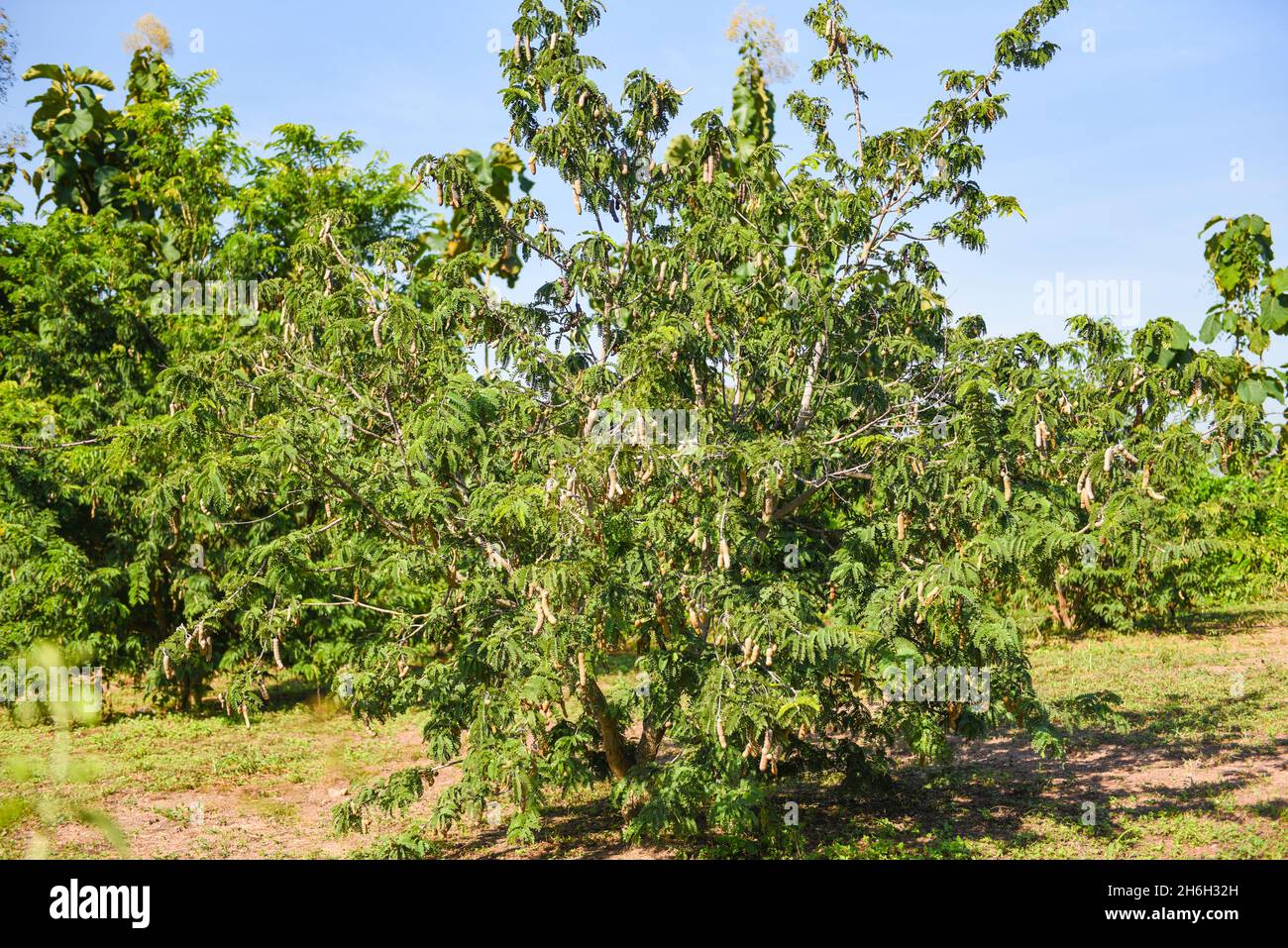 Tamarind tree, ripe tamarind fruit on tree with leaves in summer ...