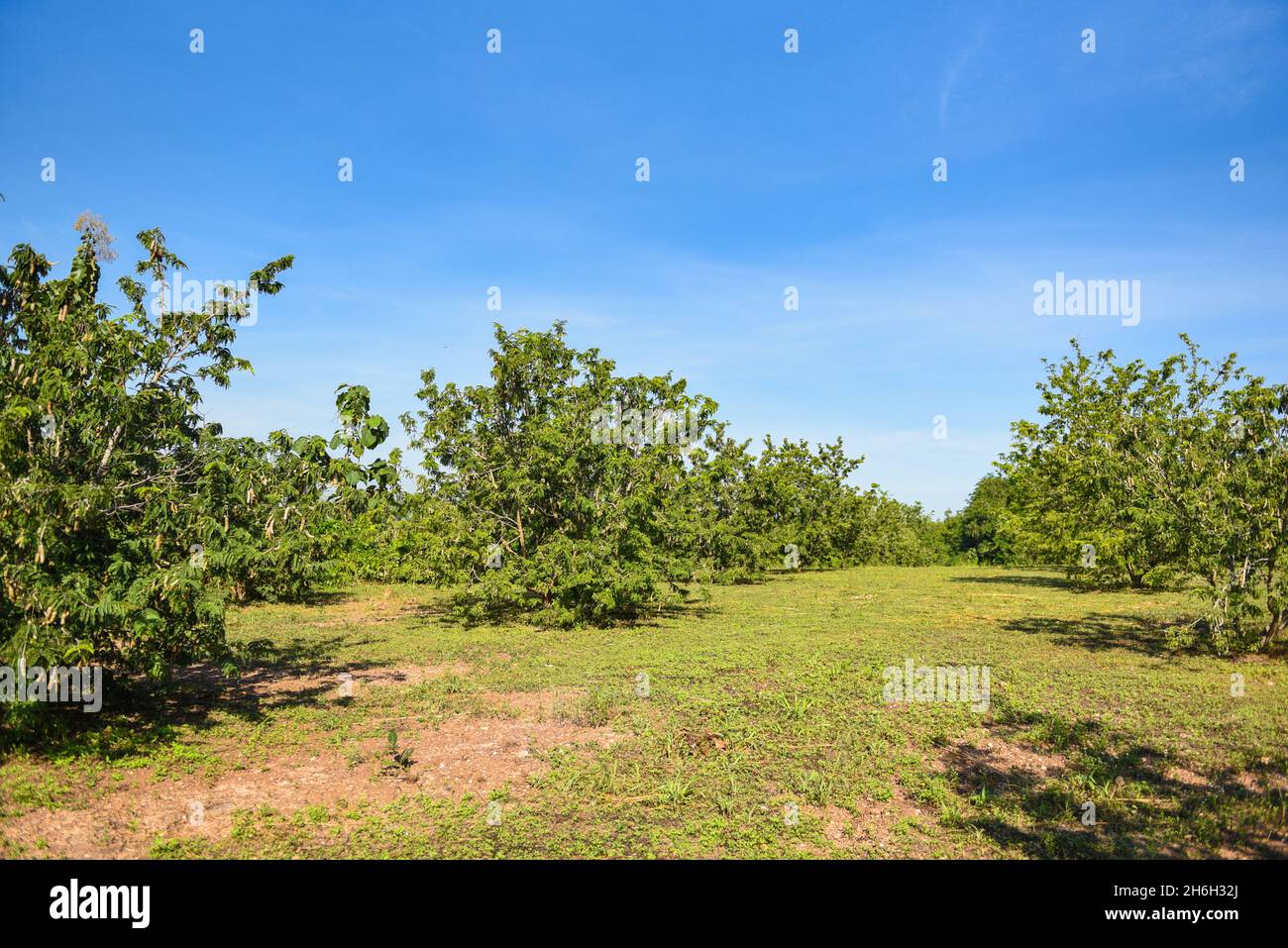 Tamarind tree, ripe tamarind fruit on tree with leaves in summer ...