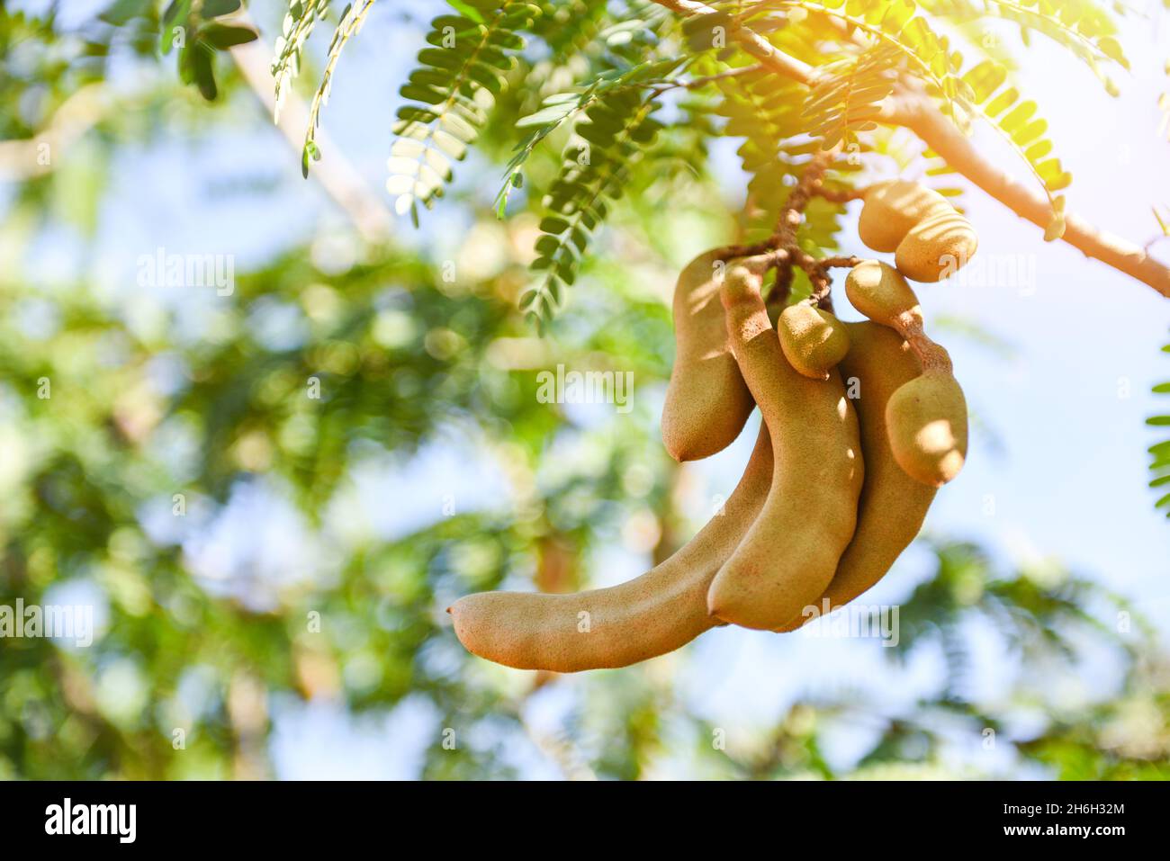 Tamarind tree, ripe tamarind fruit on tree with leaves in summer ...
