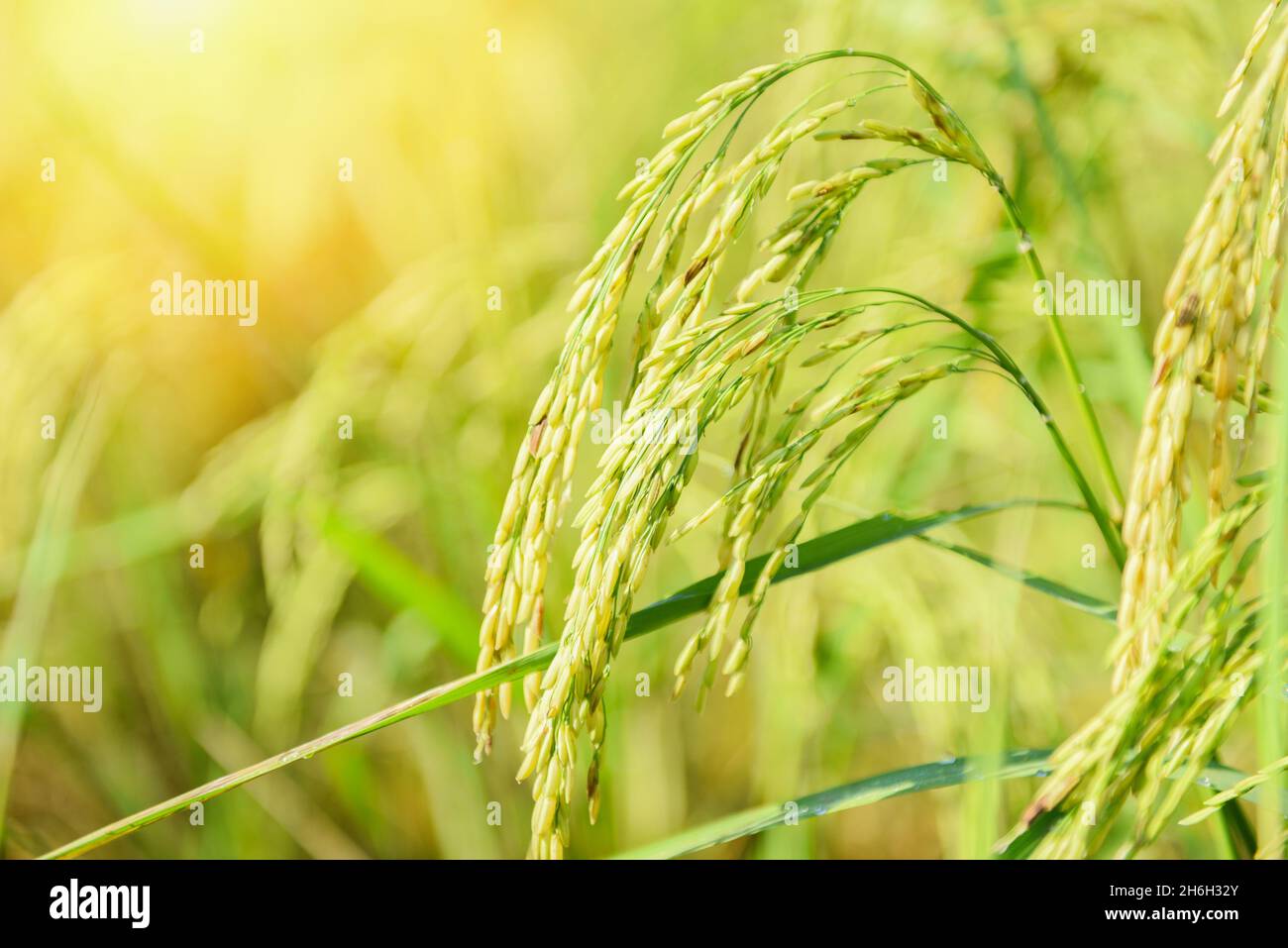 Rice Fields Close Up