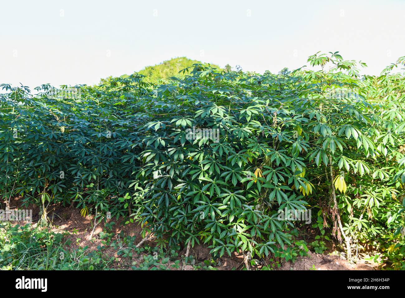 Cassava leaves crops in green, tropical tree plant cassava plantation ...