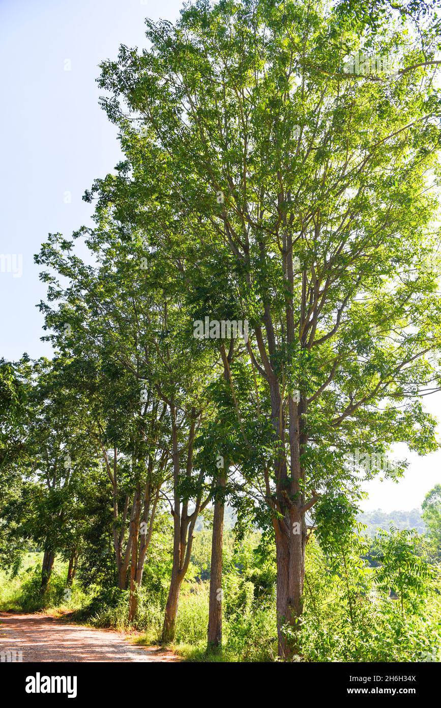 Fresh green tree neem leaves plant growing on nature for food and herb ...