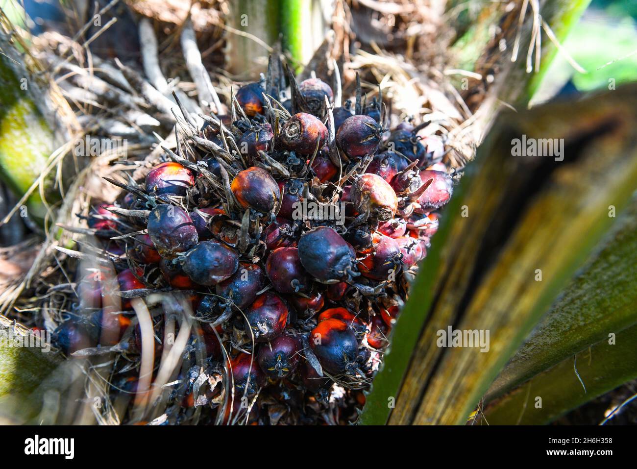 Palm plantation, Palm oil on the crops in green, tropical tree plant ...