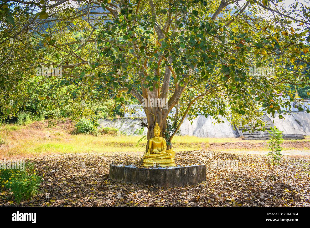 Bodhi tree and green bodhi leaf with Buddha statue at temple thailand ...