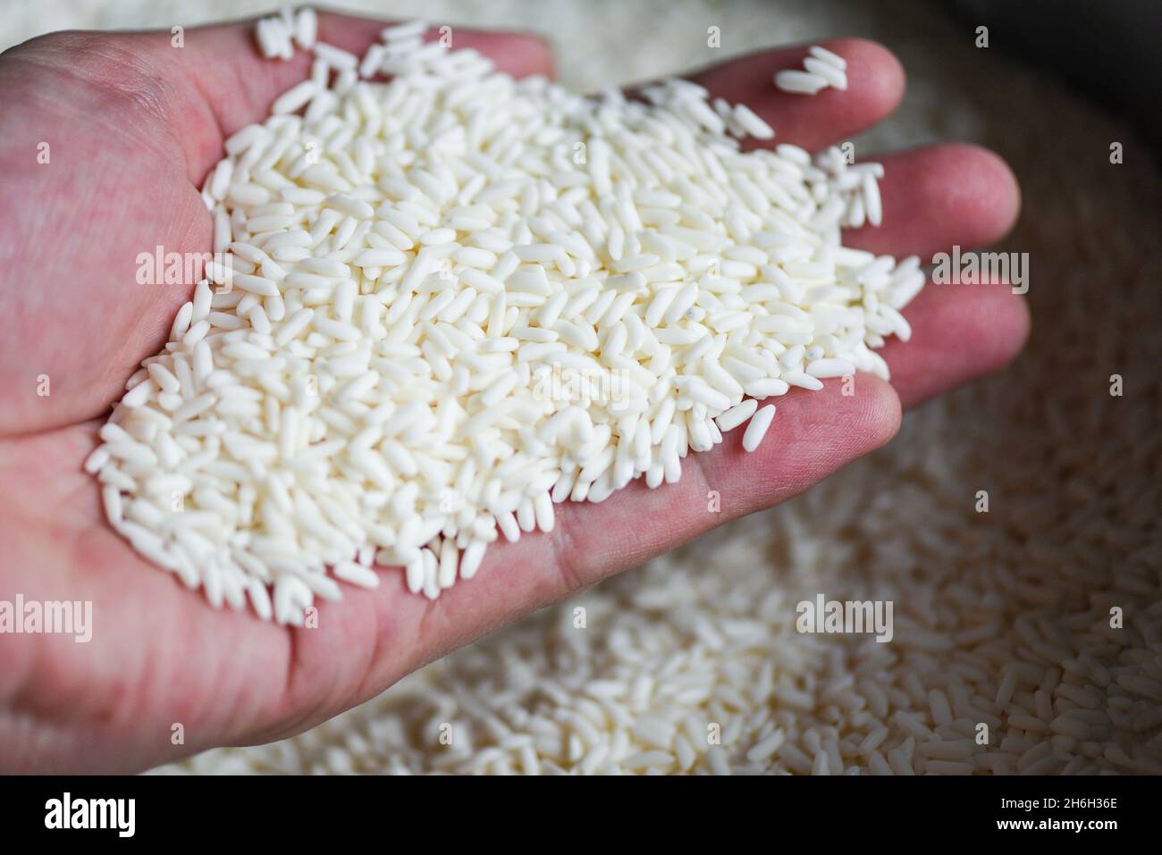 Jasmine white rice on hand in sack, harvest rice and food grains ...