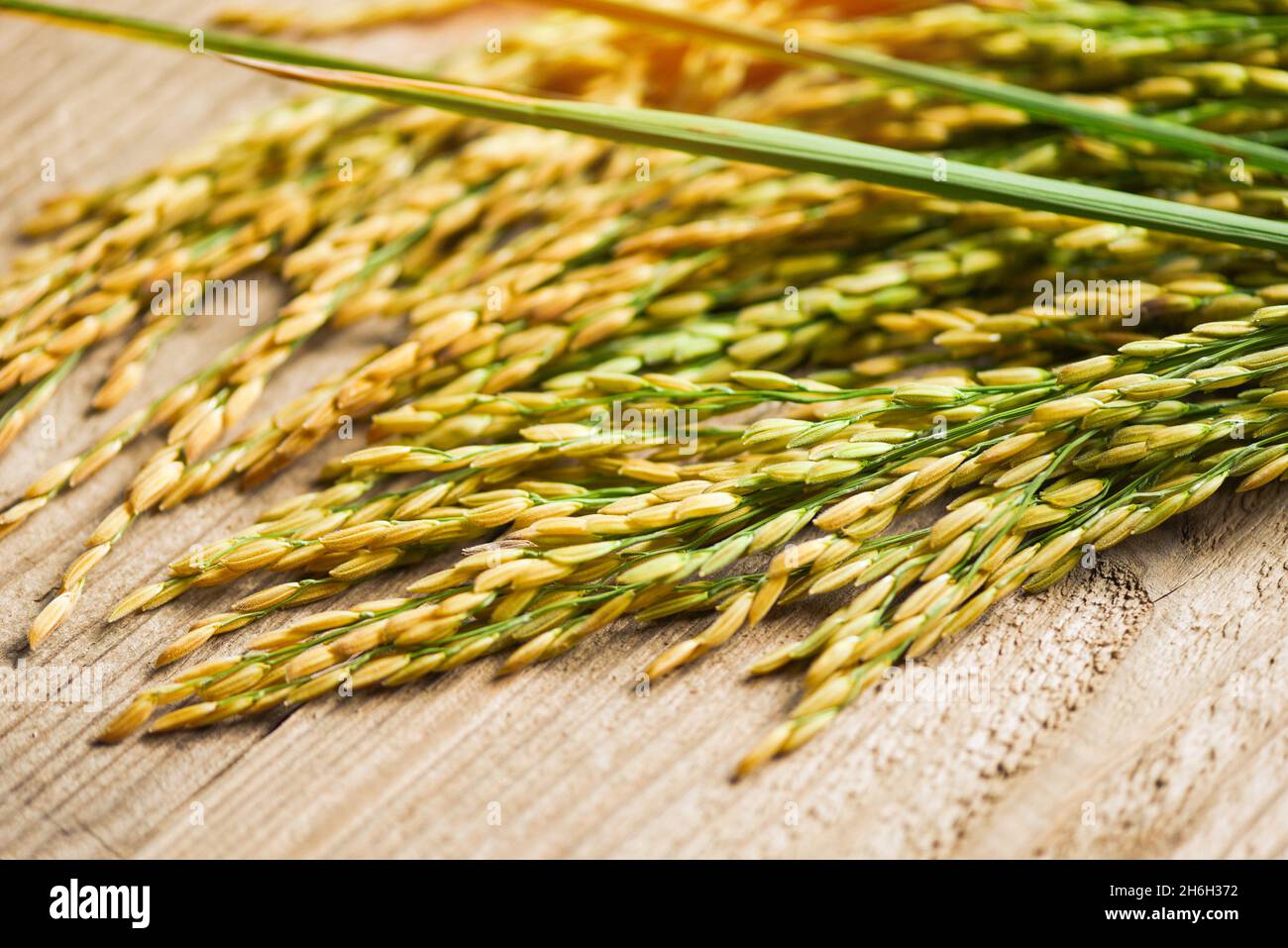 Harvested yellow rip rice paddy on wooden table, harvest rice and food ...