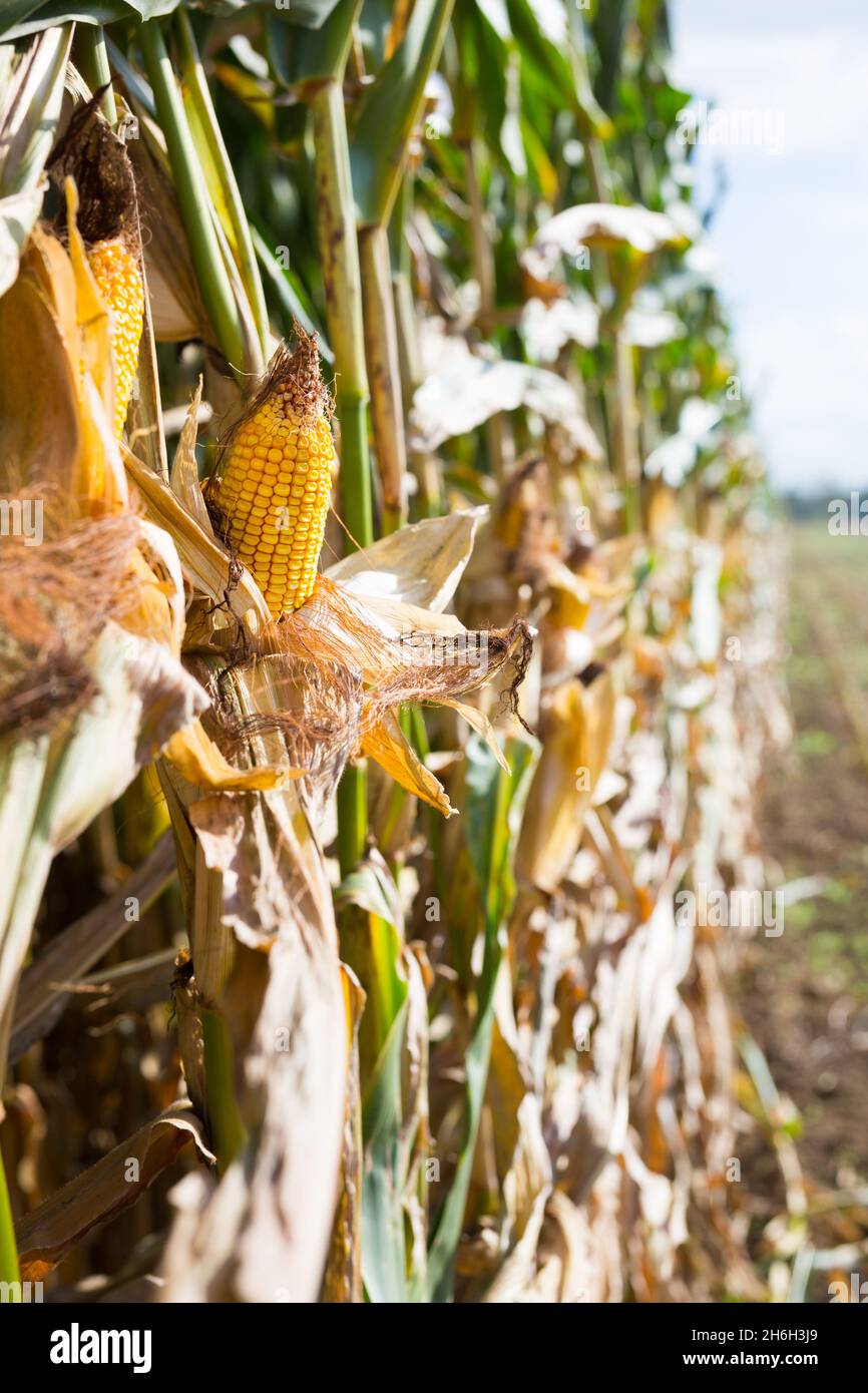 Withered Corn Field High Resolution Stock Photography and Images - Alamy