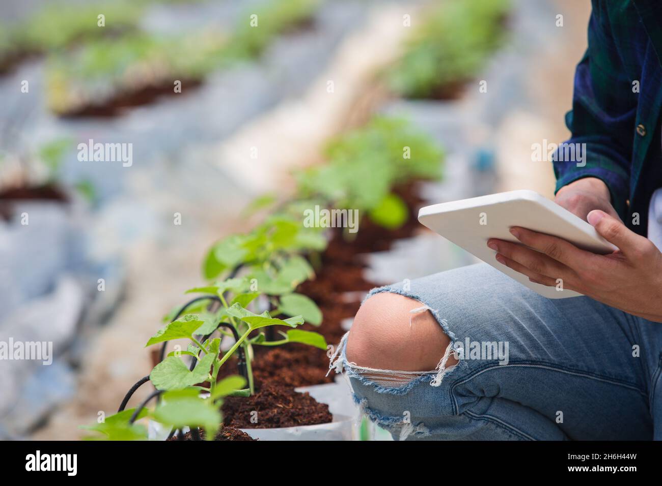 Smart farm, Farmer using tablet computer control agricultural system in ...