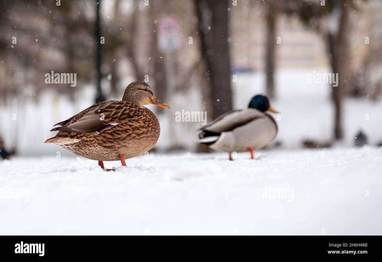 Winter portrait of a duck in a winter public park. Duck birds are ...