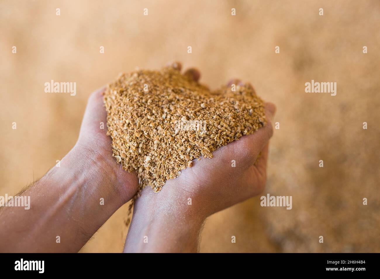 Closeup of handful of soybean hulls in male hands Stock Photo - Alamy